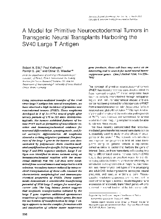 (PDF) A model for primitive neuroectodermal tumors in transgenic neural transplants harboring ...