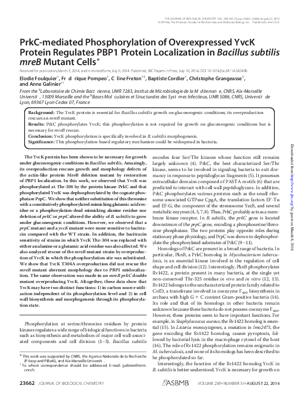 (PDF) PrkC-mediated phosphorylation of overexpressed YvcK protein ...