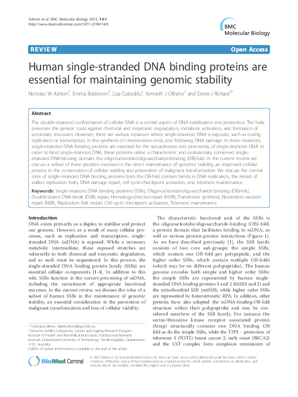 (PDF) Human single-stranded DNA binding proteins are essential for ...