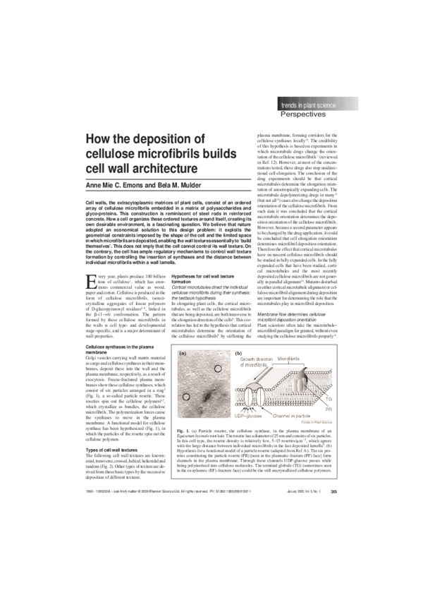 (PDF) How the deposition of cellulose microfibrils builds cell wall ...