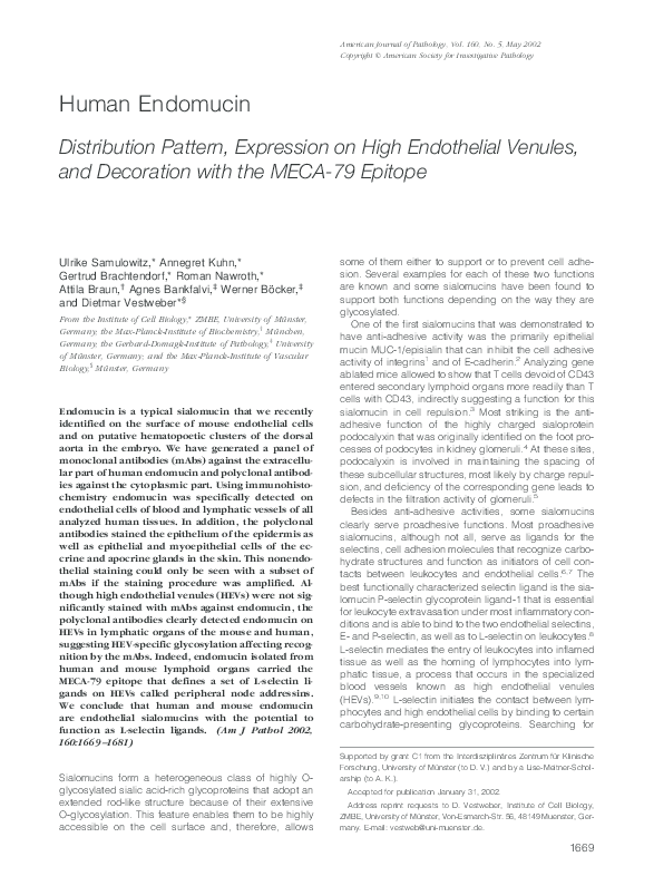 (PDF) Human Endomucin