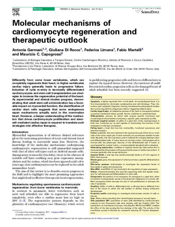 (PDF) Molecular mechanisms of cardiomyocyte regeneration and ...