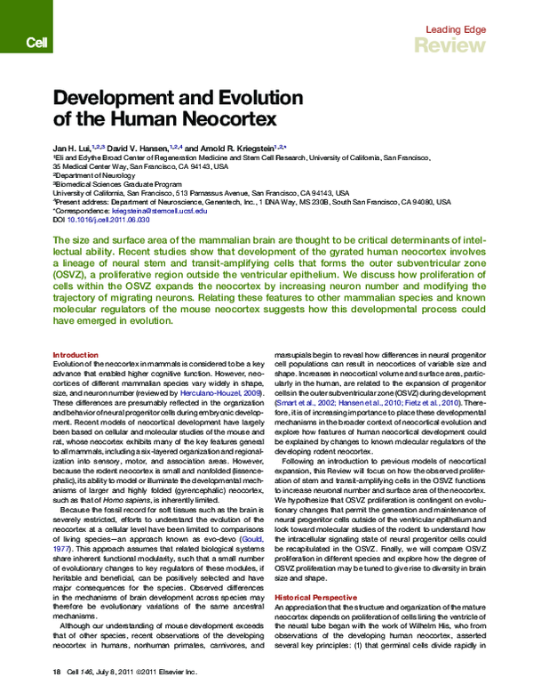 (PDF) Development and Evolution of the Human Neocortex