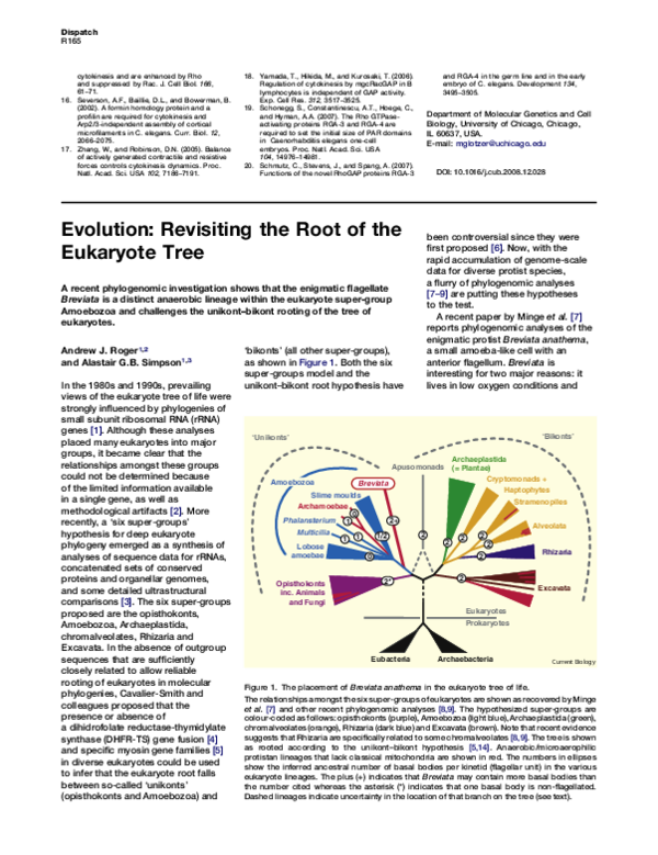 (PDF) Evolution: Revisiting the Root of the Eukaryote Tree