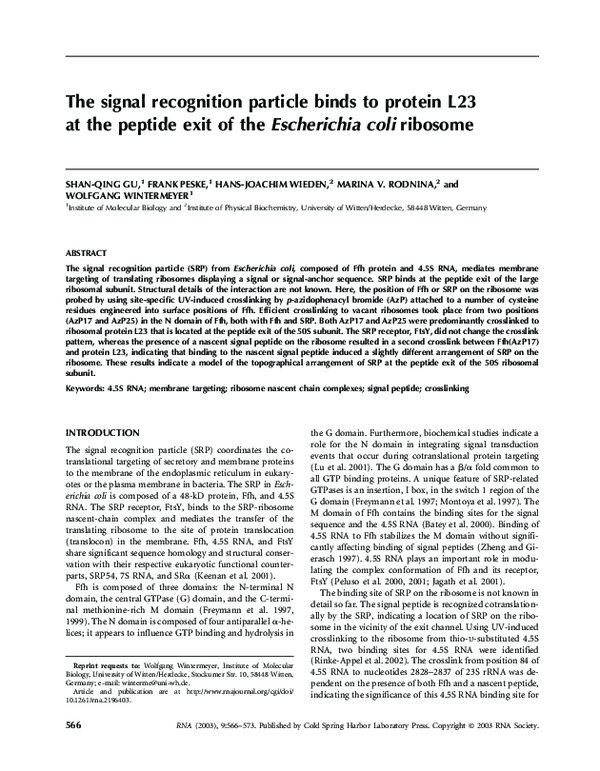 (PDF) The signal recognition particle binds to protein L23 at the peptide exit of the ...