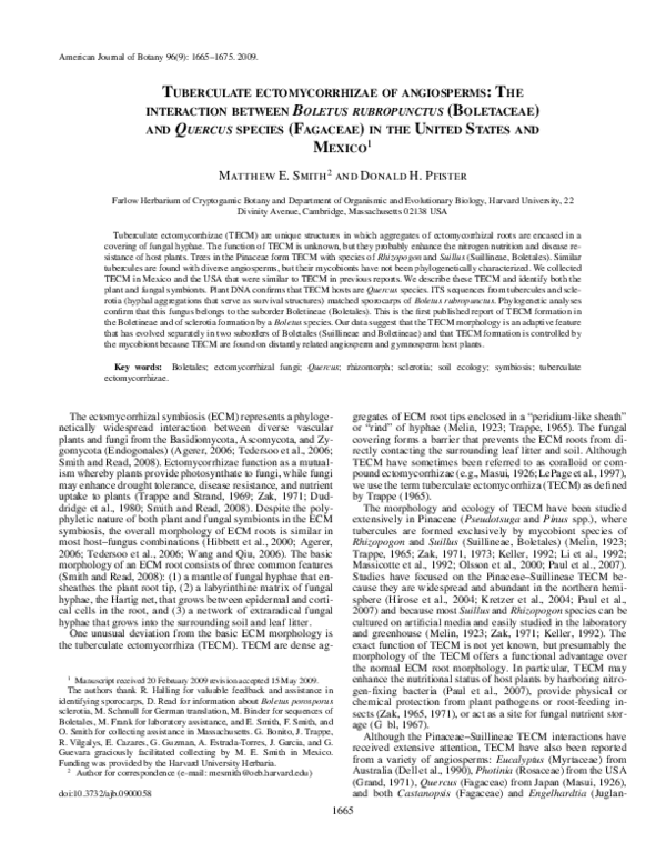 (PDF) Tuberculate ectomycorrhizae of angiosperms: The interaction ...