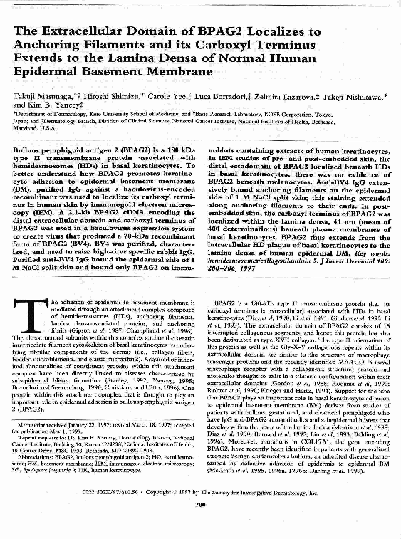 (PDF) The Extracellular Domain of BPAG2 Localizes to Anchoring ...