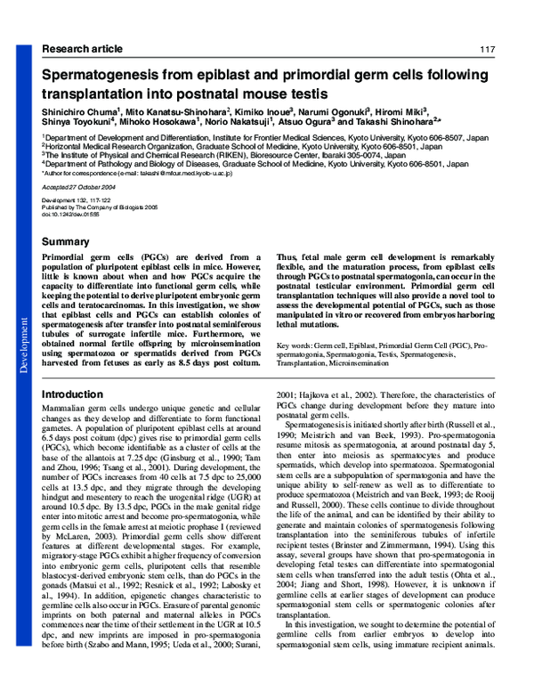 (PDF) Spermatogenesis from epiblast and primordial germ cells following ...