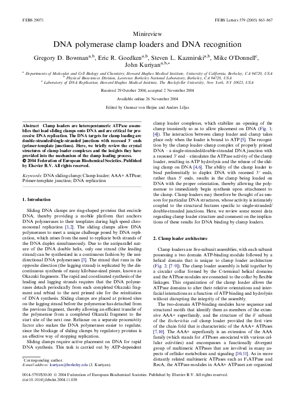 (PDF) DNA polymerase clamp loaders and DNA recognition