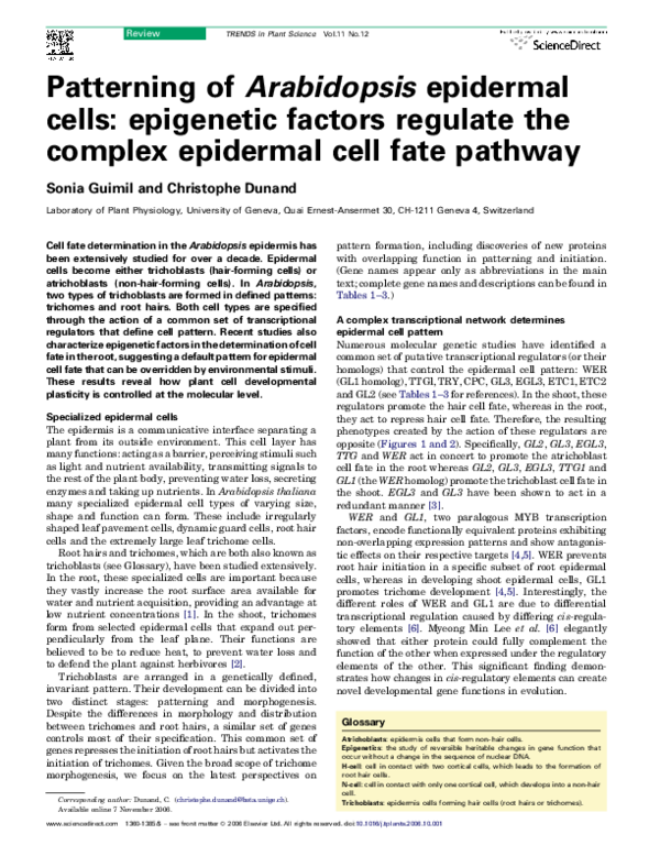 (PDF) Patterning of Arabidopsis epidermal cells: epigenetic factors ...