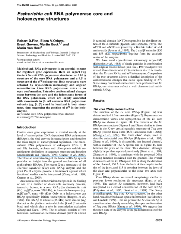 (PDF) Escherichia coli RNA polymerase core and holoenzyme structures