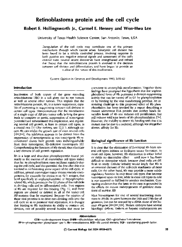 (PDF) Retinoblastoma protein and the cell cycle