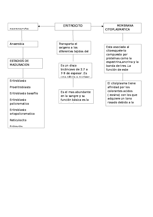 Doc Eritroblasto Proeritroblasto Eritroblasto Basofilo 5393