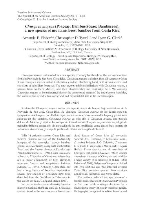 (PDF) Chusquea mayrae (Poaceae: Bambusoideae) a new species of bamboo ...