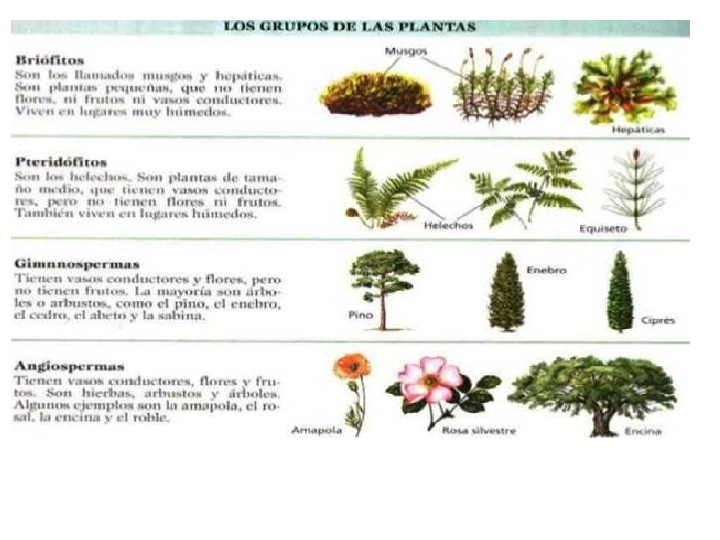 Ejemplos De Dicotiledóneas Reserva Bosque Alegre | Las