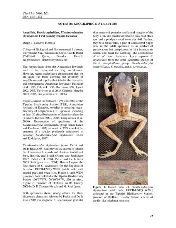 (PDF) Amphibia, Brachycephalidae, Eleutherodactylus skydmainos: First ...