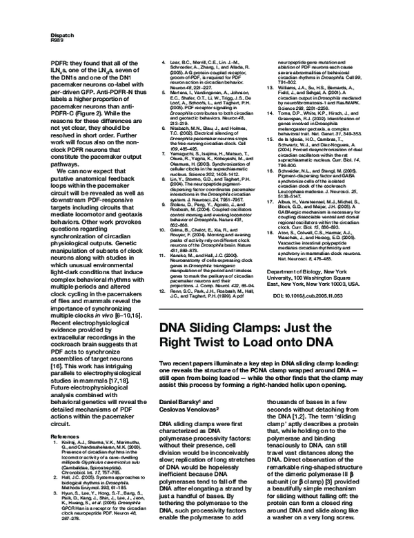 (PDF) DNA Sliding Clamps: Just the Right Twist to Load onto DNA