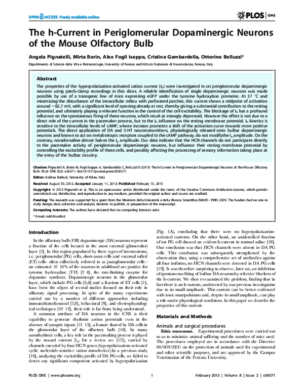 (PDF) Inward rectifier potassium (Kir) current in dopaminergic ...