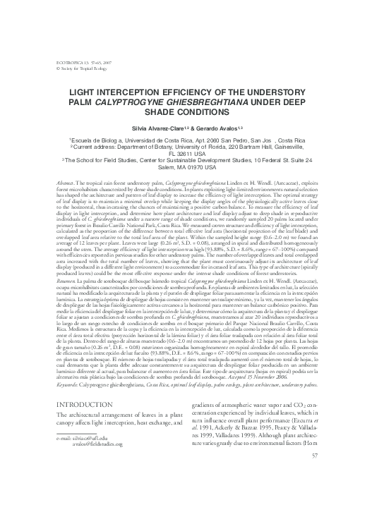 (PDF) Light interception efficiency of the understory palm Calyptrogyne ...