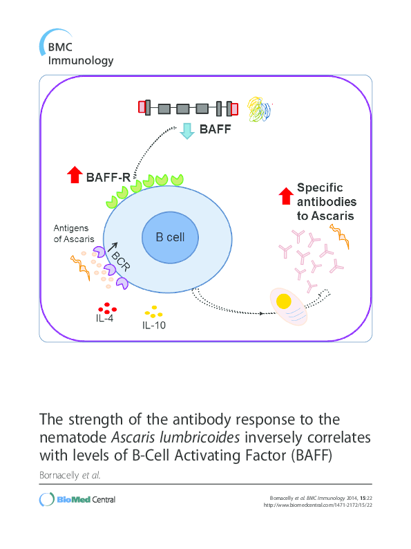 (PDF) The strength of the antibody response to the nematode Ascaris lumbricoides inversely ...