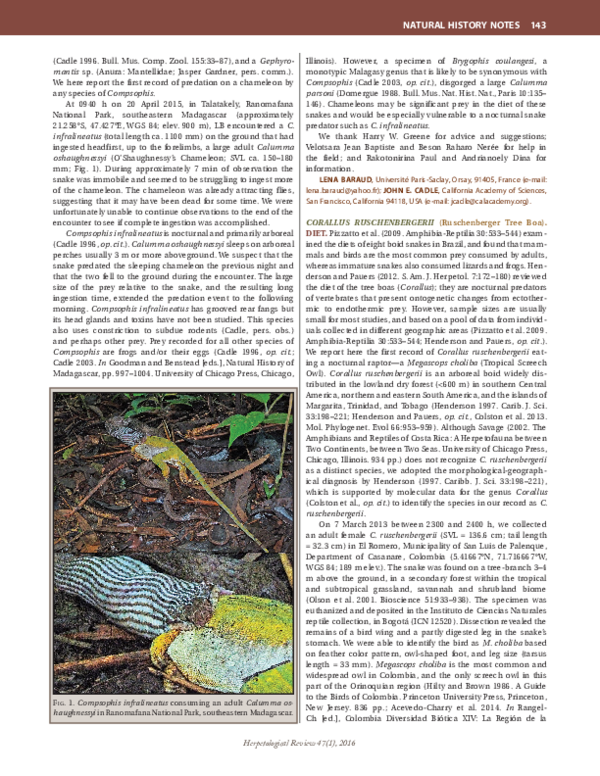(PDF) CORALLUS RUSCHENBERGERII (Ruschenberger Tree Boa). Diet.