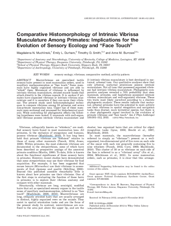 (PDF) Comparative histomorphology of intrinsic vibrissa musculature ...