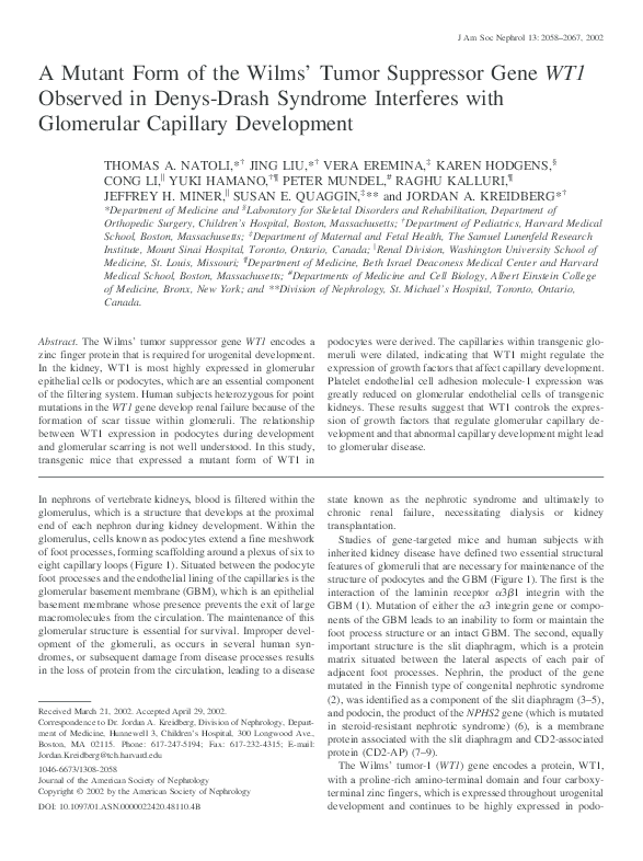 (PDF) A Mutant Form of the Wilms' Tumor Suppressor Gene WT1 Observed in ...