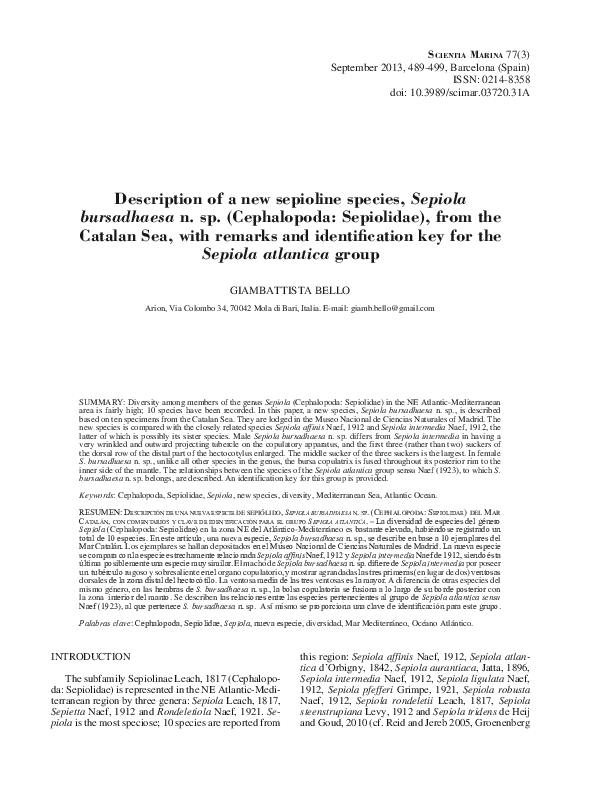 (PDF) Description of a new sepioline species, Sepiola bursadhaesa n. sp ...