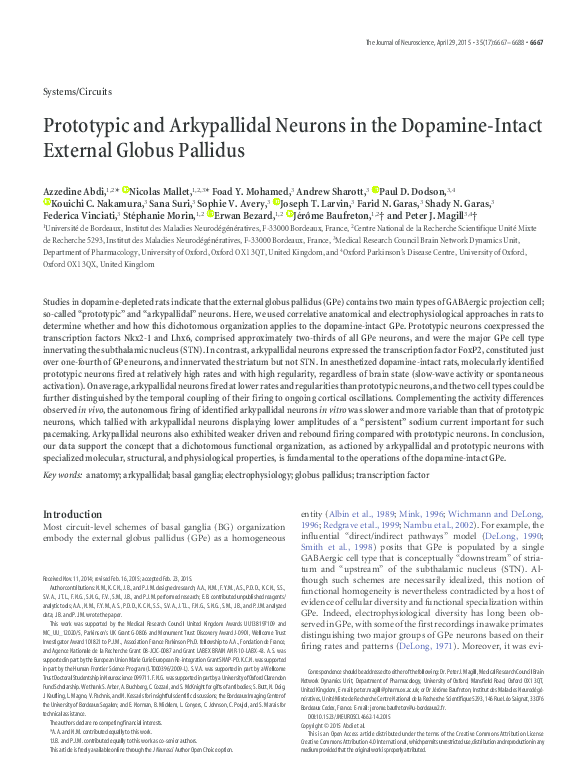 (PDF) Prototypic and Arkypallidal Neurons in the Dopamine-Intact ...