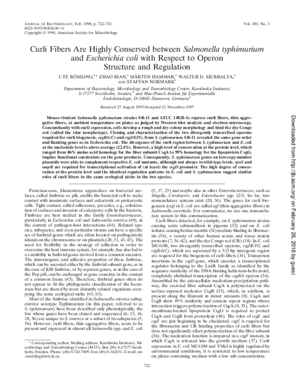 (PDF) Curli fibers are highly conserved between Salmonella typhimurium ...