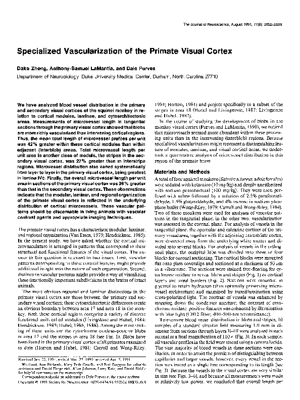 (PDF) Specialized Vascularization of the Primate Visual Cortex