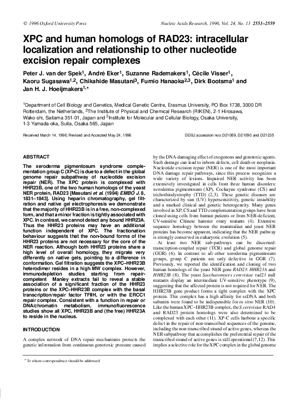 (PDF) XPC and human homologs of RAD23: intracellular localization and ...