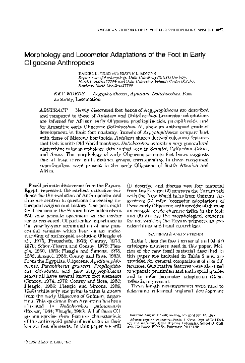 (PDF) Morphology and locomotor adaptations of the foot in early ...