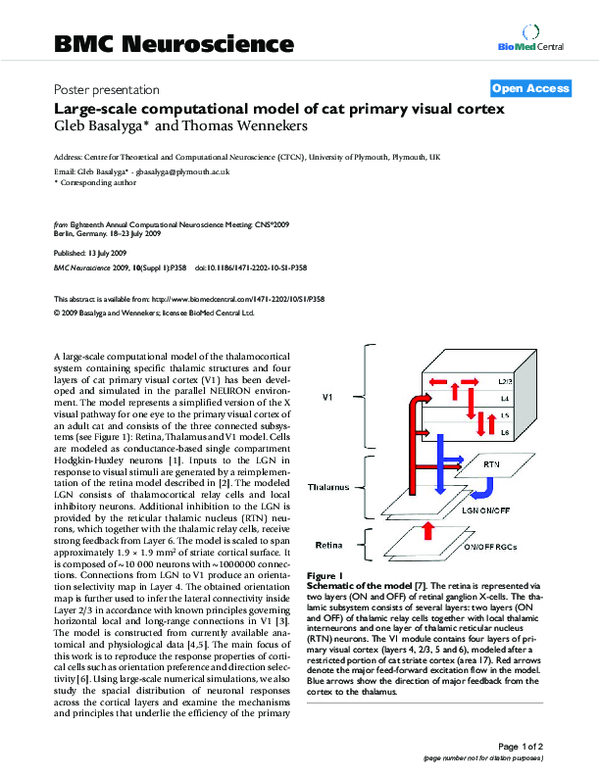 Pdf Large Scale Computational Model Of Cat Primary Visual Cortex