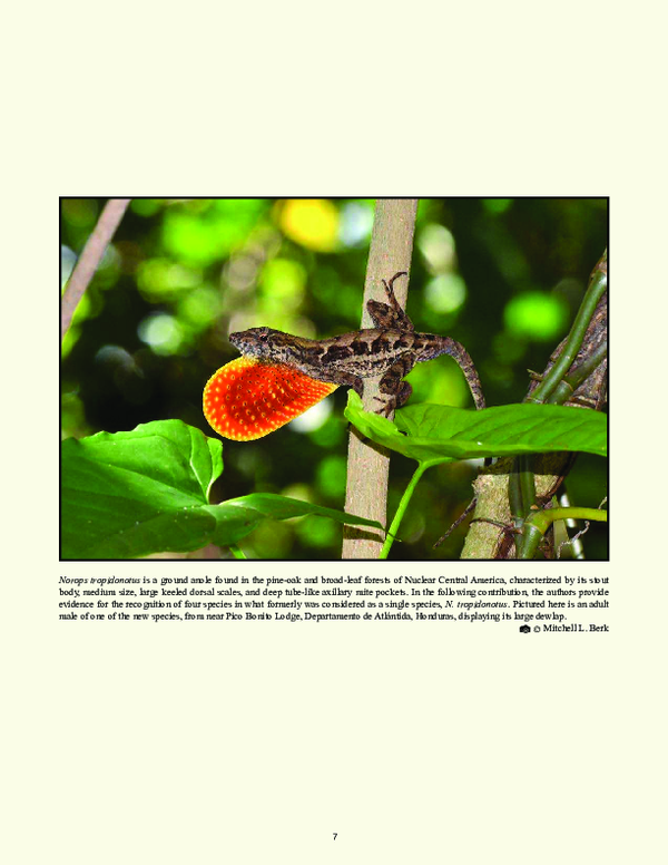 (PDF) A taxonomic revision of the Norops tropidonotus complex (Squamata ...