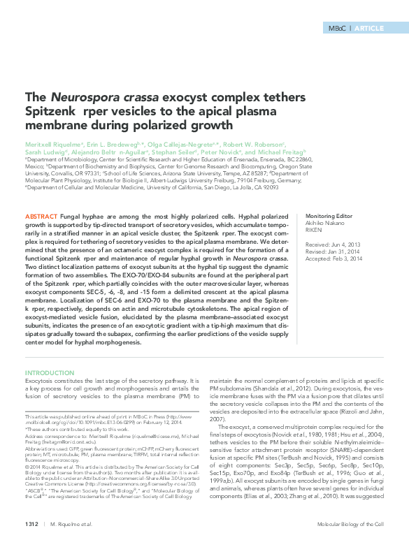 (PDF) The Neurospora crassa exocyst complex tethers Spitzenkorper ...