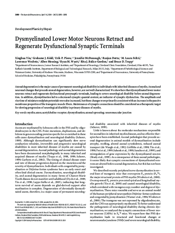 (PDF) Dysmyelinated Lower Motor Neurons Retract and Regenerate ...