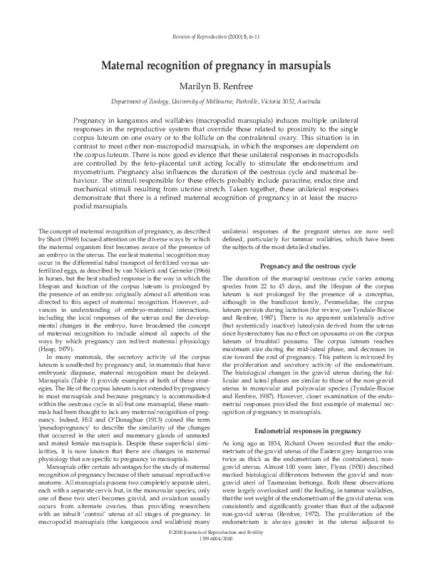 (PDF) Maternal recognition of pregnancy in marsupials