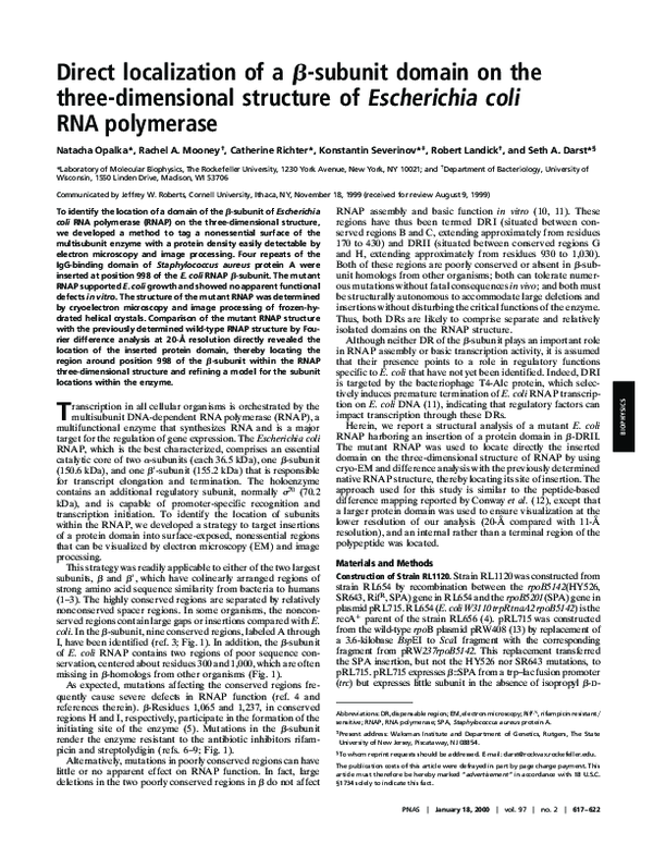 (PDF) Direct localization of a beta -subunit domain on the three ...