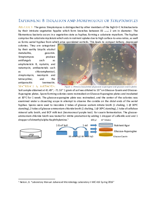 (PDF) Isolation and Morphology of Streptomyces.pdf