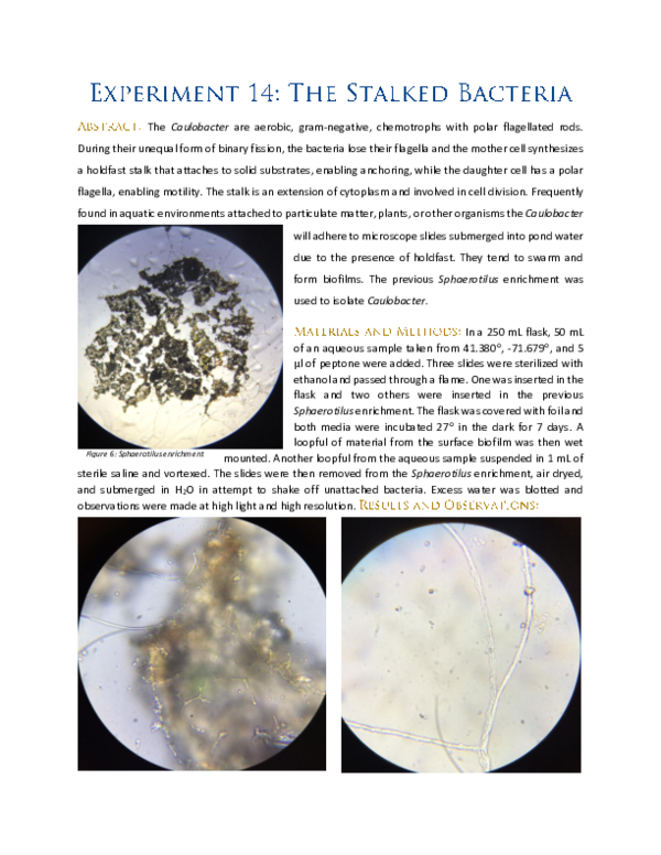 (PDF) Caulobacter - The Stalked Bacteria
