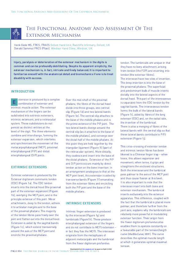 (PDF) The Functional Anatomy and Assessment of the Extensor Mechanism