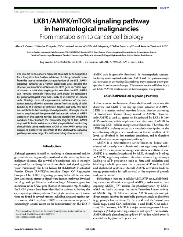 (PDF) LKB1/AMPK/mTOR signaling pathway in hematological malignancies ...