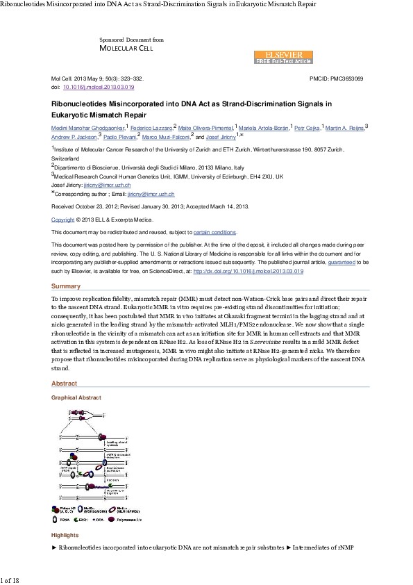 (PDF) Ribonucleotides Misincorporated into DNA Act as Strand ...