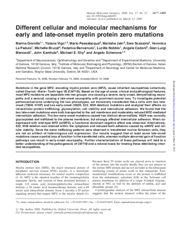 (PDF) Different cellular and molecular mechanisms for early and late ...