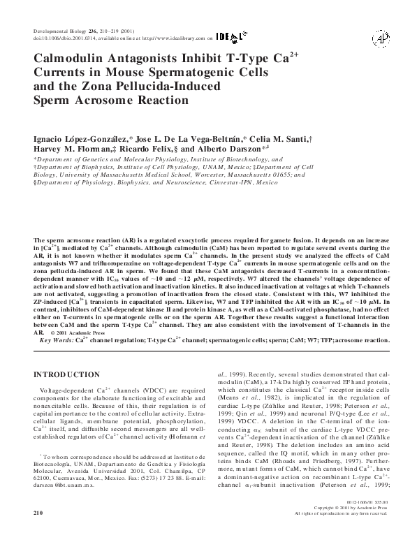 (PDF) Calmodulin Antagonists Inhibit T-Type Ca2+ Currents in Mouse Spermatogenic Cells and the ...