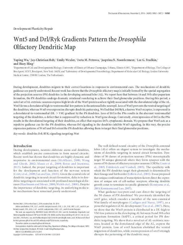 (PDF) Wnt5 and drl/ryk gradients pattern the Drosophila olfactory ...