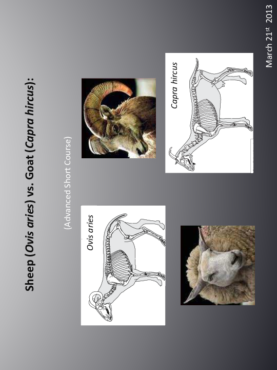 (PDF) Sheep (Ovis aries) and goat (Capra hircus): the importance of ...