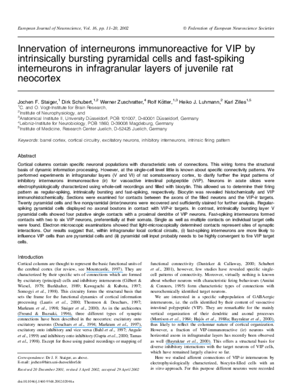 (PDF) Innervation of interneurons immunoreactive for VIP by ...
