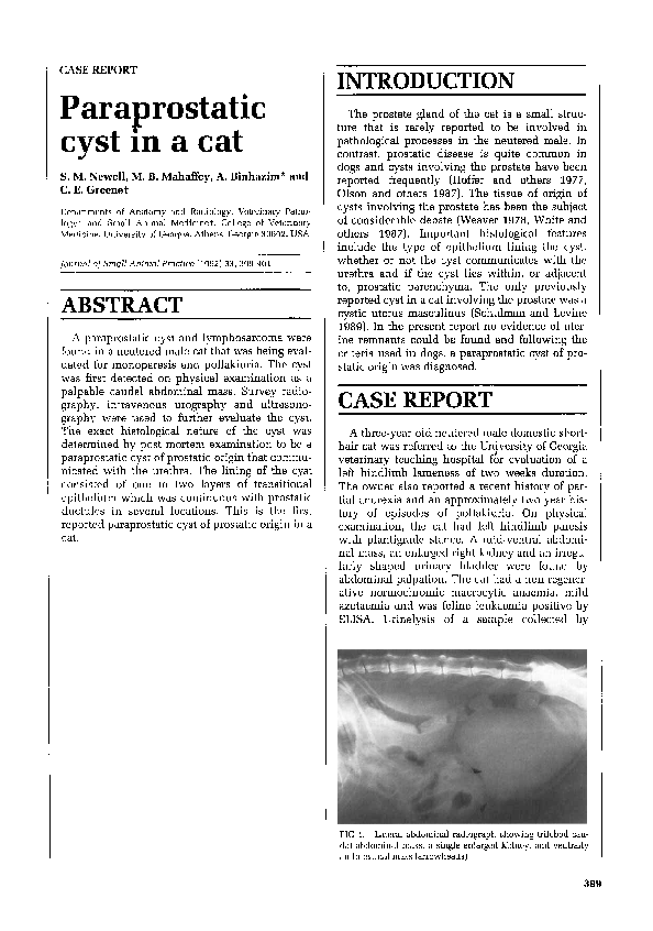 (PDF) Paraprostatic cyst in a cat